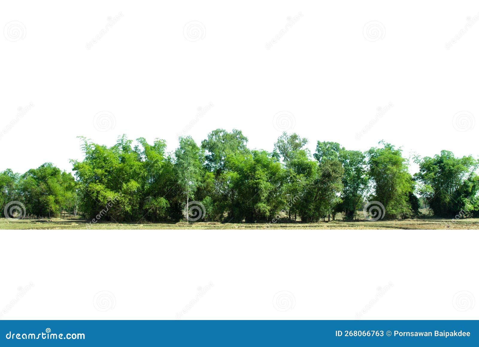 View of a High Definition Treeline Isolated Stock Image - Image of ...