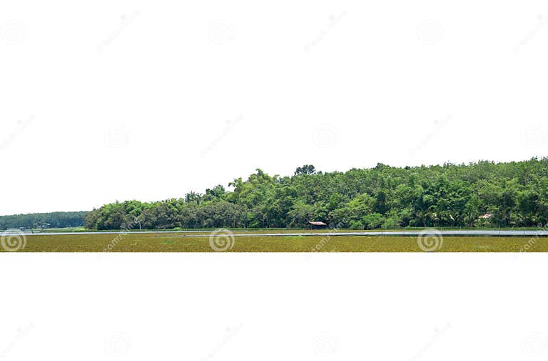 View of a High Definition Treeline Isolated Stock Image - Image of stem ...