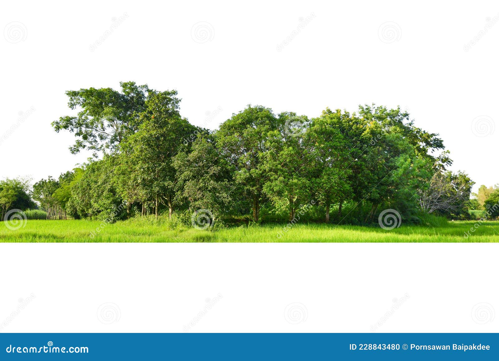 View of a High Definition Treeline Isolated Stock Photo - Image of ...