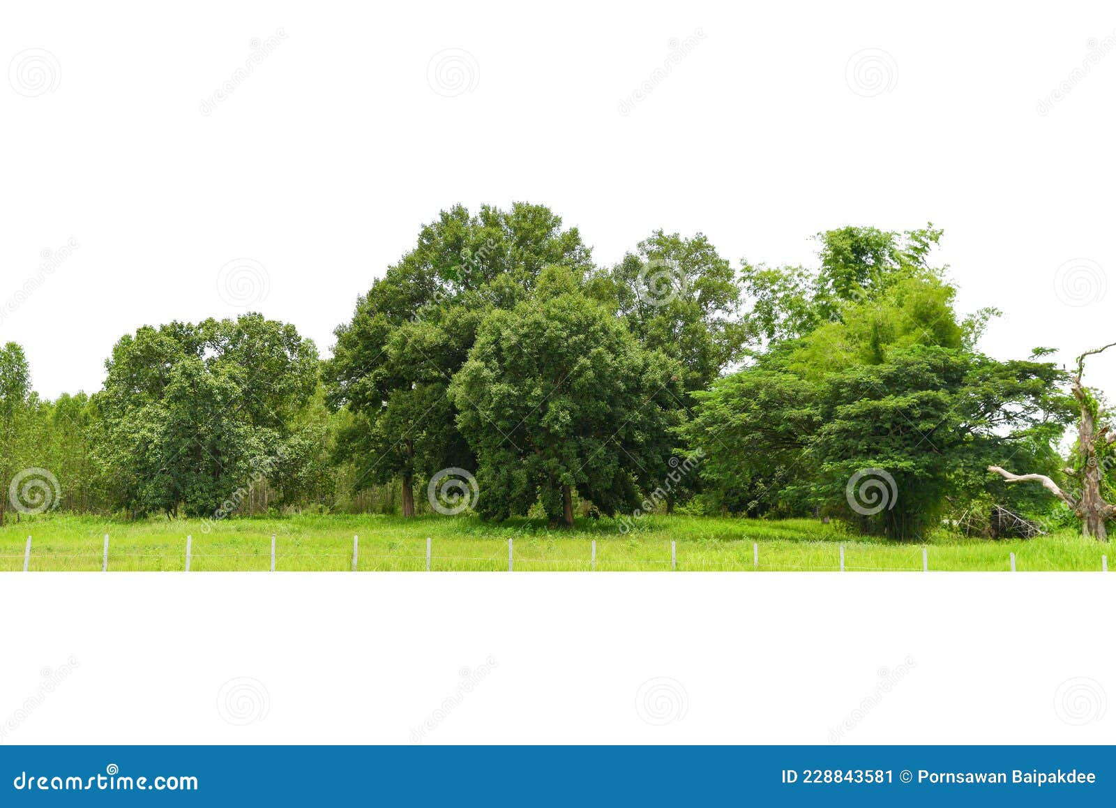 View of a High Definition Treeline Isolated Stock Image - Image of ...