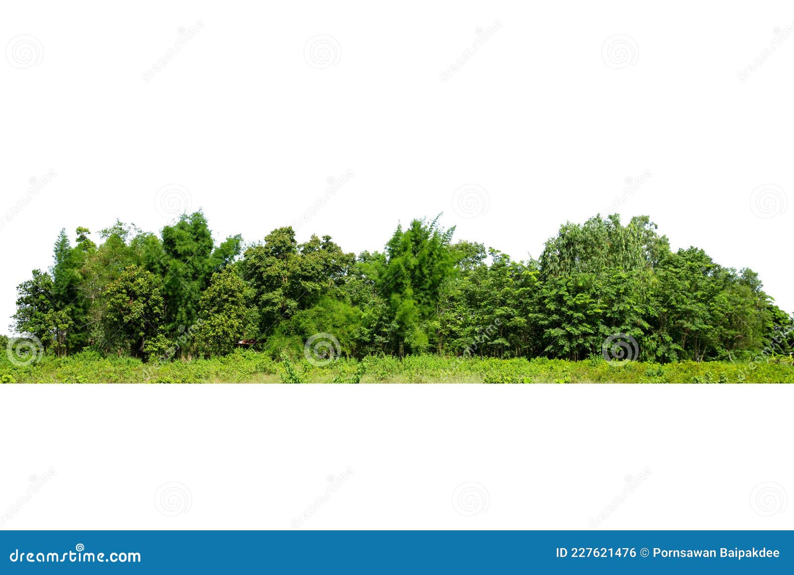View of a High Definition Treeline Isolated Stock Photo - Image of ...