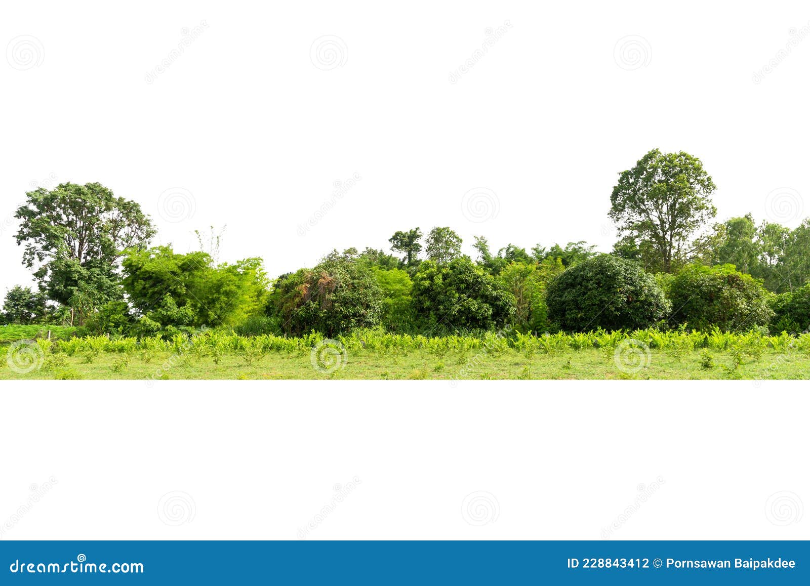 View of a High Definition Treeline Isolated Stock Photo - Image of ...