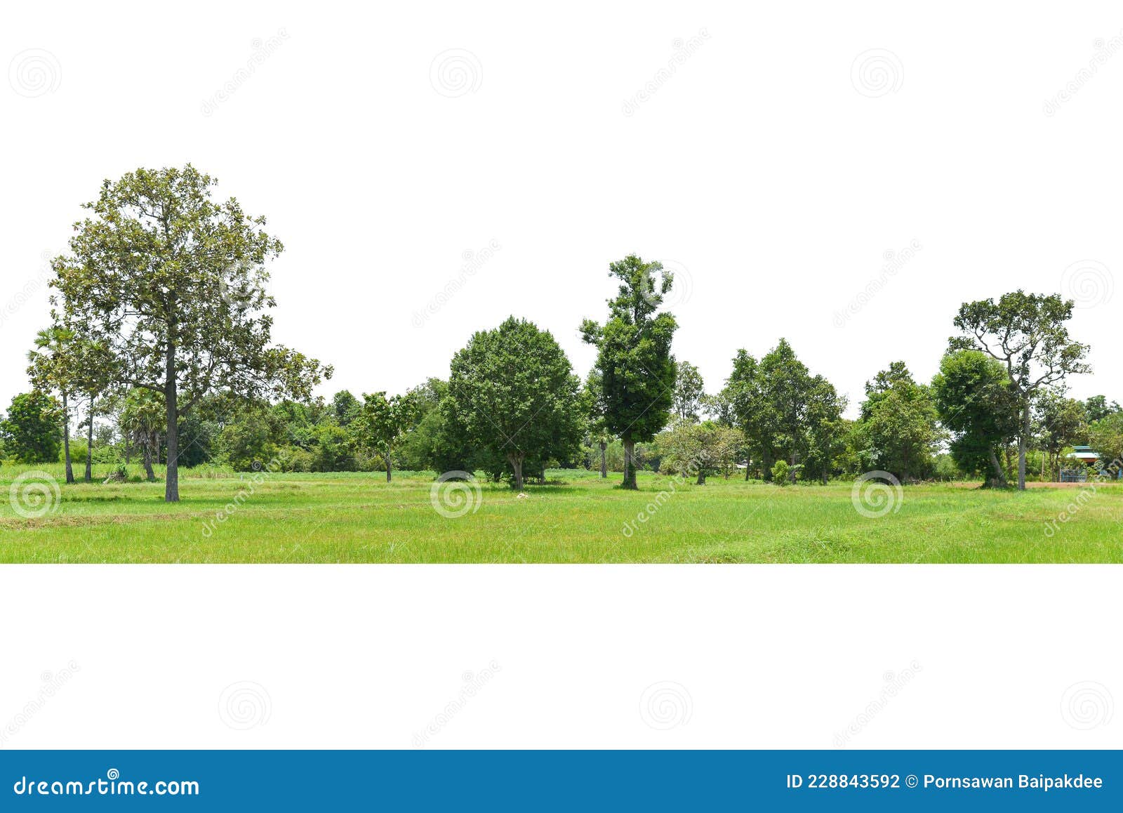 View of a High Definition Treeline Isolated Stock Photo - Image of ...