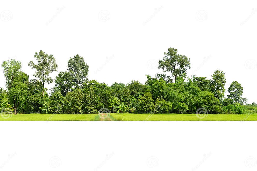 View of a High Definition Treeline Isolated Stock Image - Image of ...