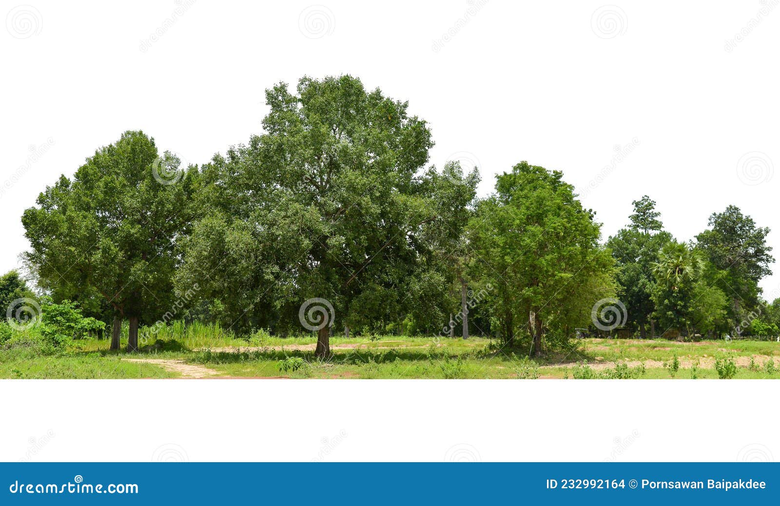 View of a High Definition Treeline Isolated Stock Photo - Image of blue ...