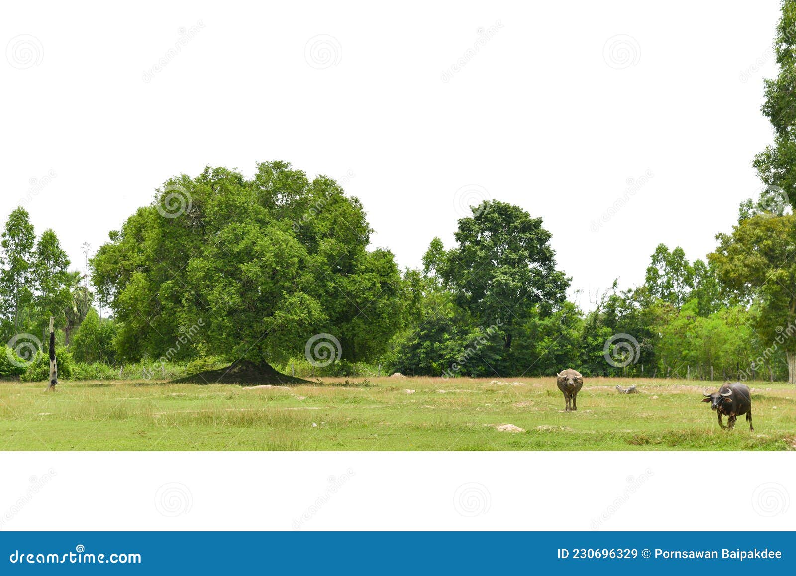 View of a High Definition Treeline Isolated Stock Image - Image of ...