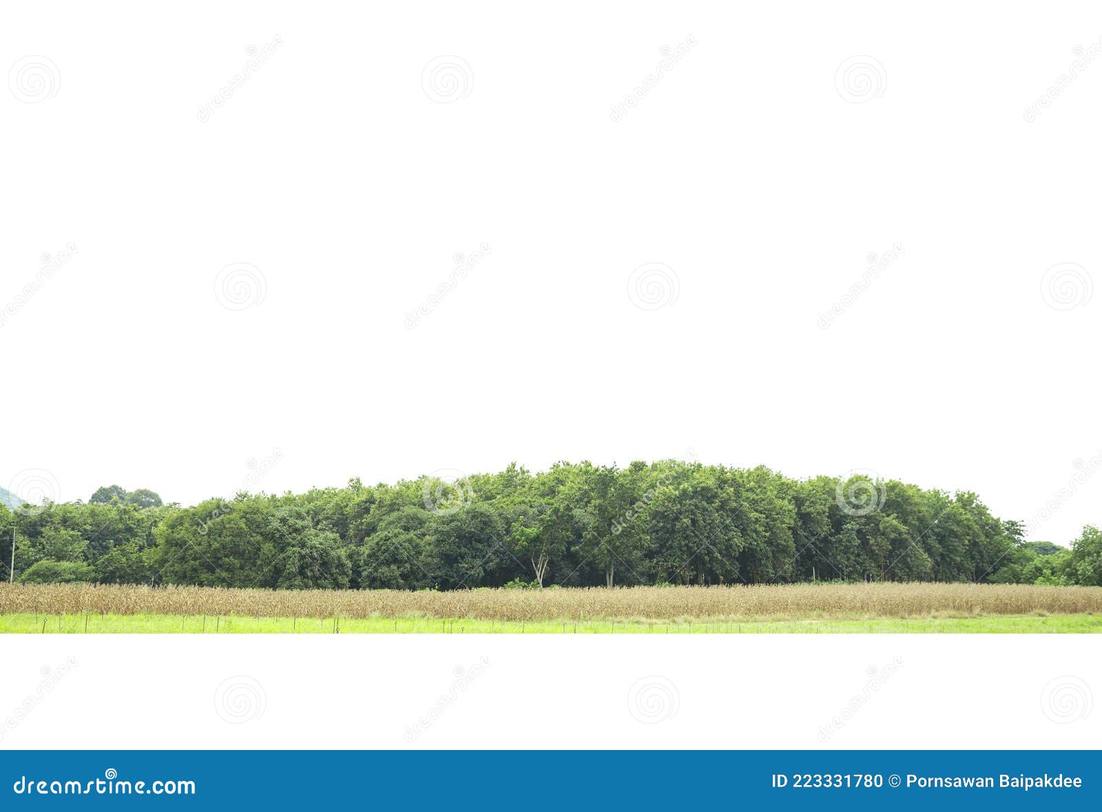 View of a High Definition Treeline Isolated Stock Photo - Image of ...
