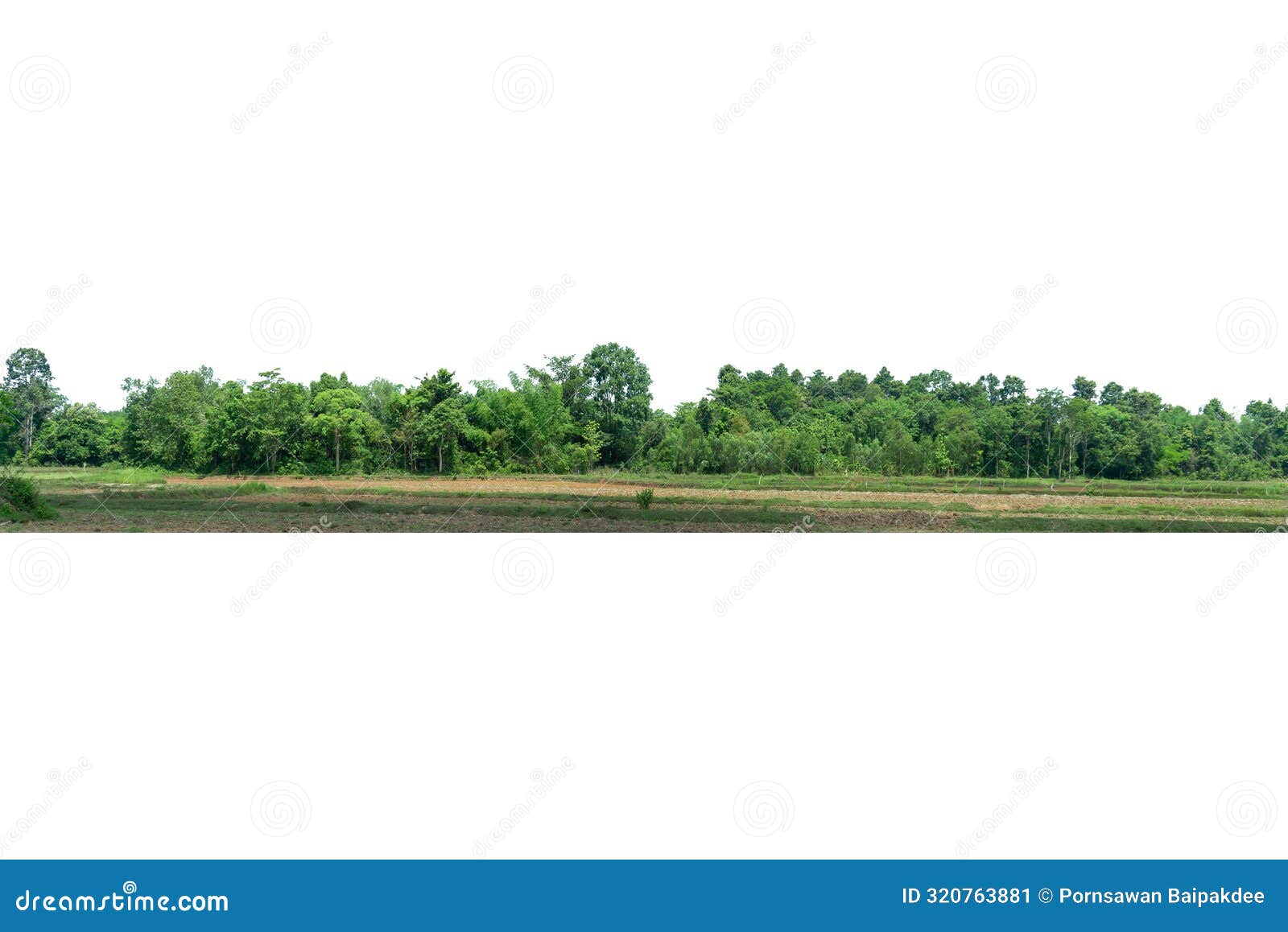 View of a High Definition Treeline Isolated Stock Image - Image of ...