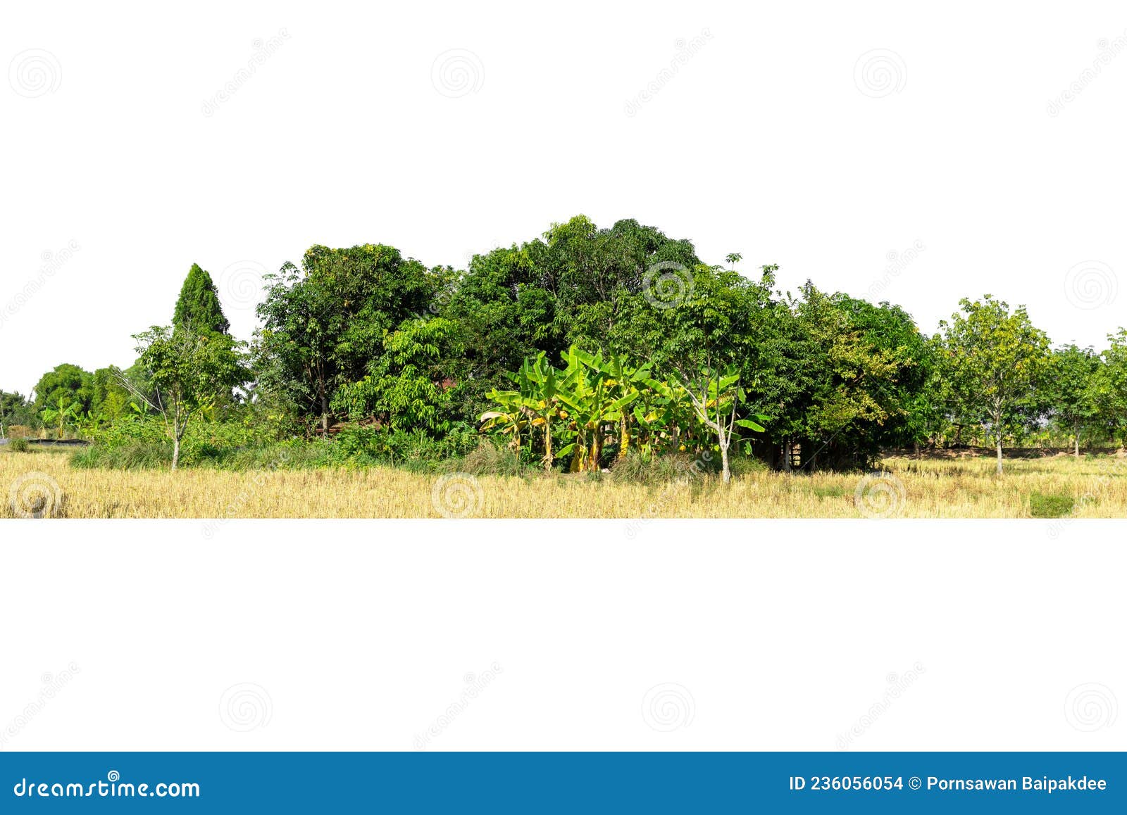 View of a High Definition Treeline Stock Photo - Image of garden ...