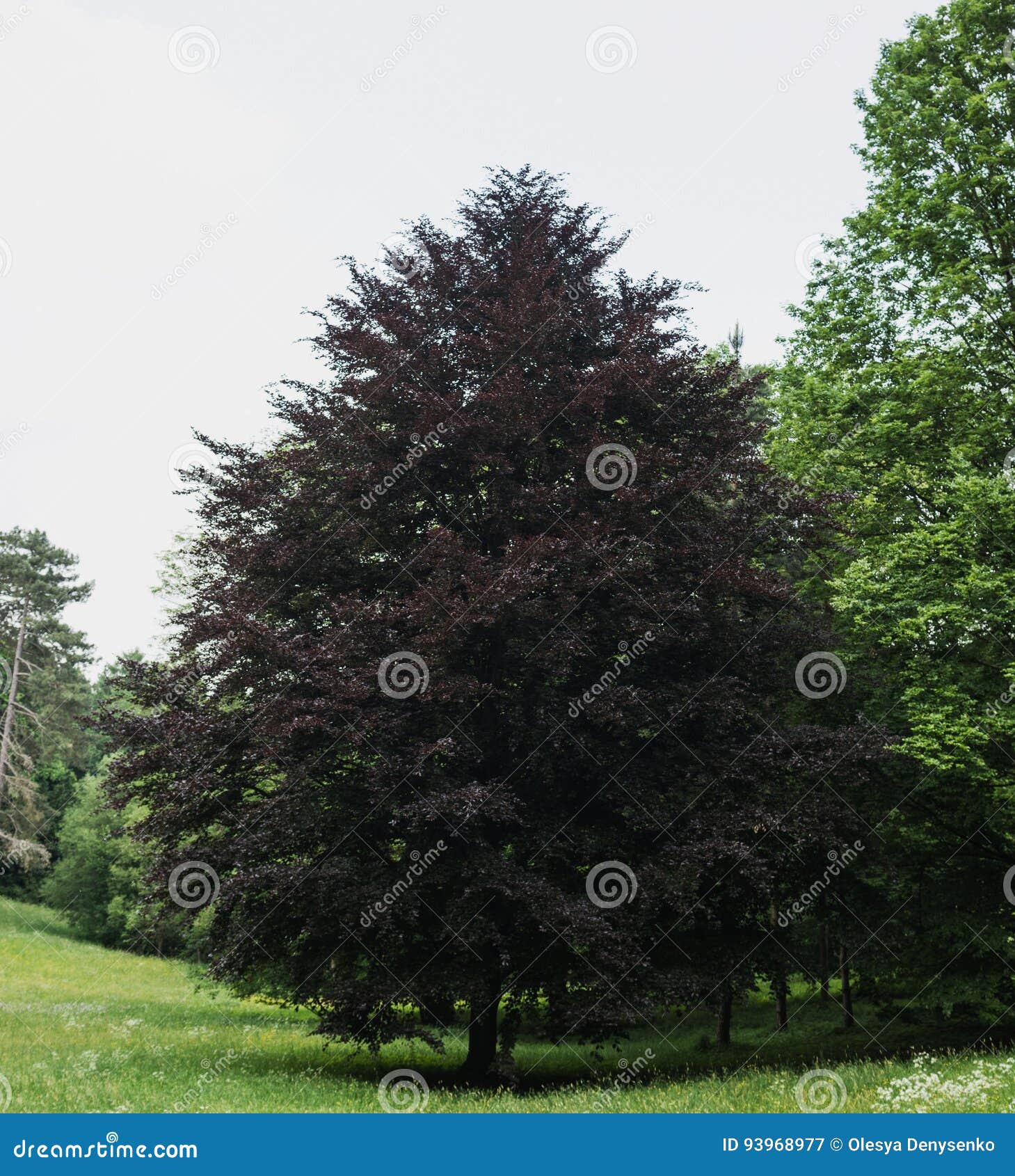 View of a High Resolution Big Foliage Royal Red Tree in Park in Kassel ...
