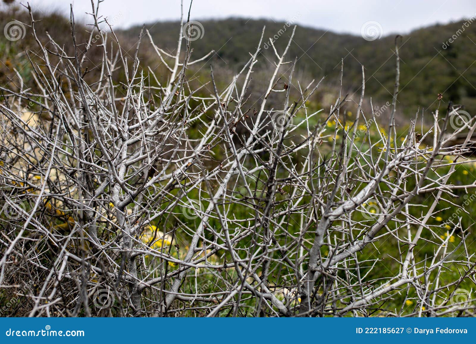 View of the Hills through the Branches of a Thicket of Dry Thorny ...