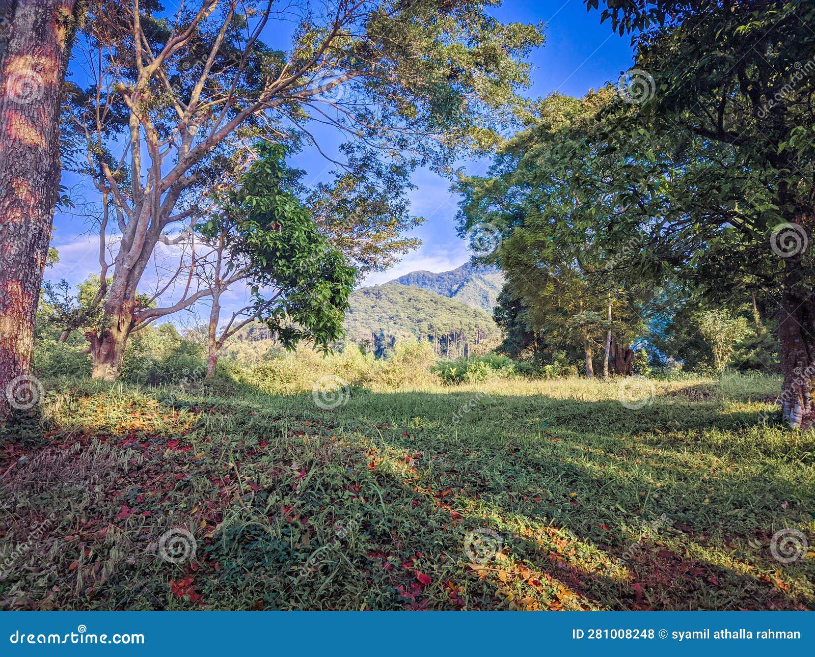 View of hills and forest stock photo. Image of beautiful - 281008248