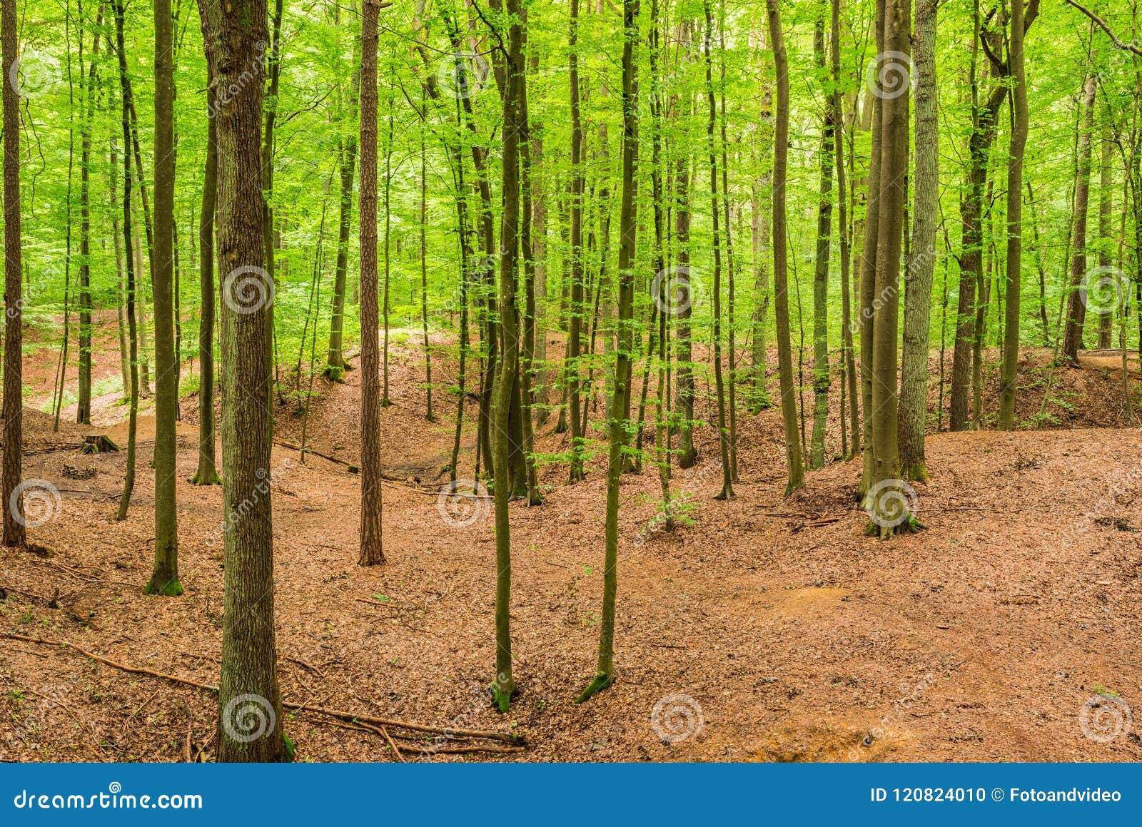Hilly Green Forest Landscape Stock Photo - Image of bright, backgrounds ...