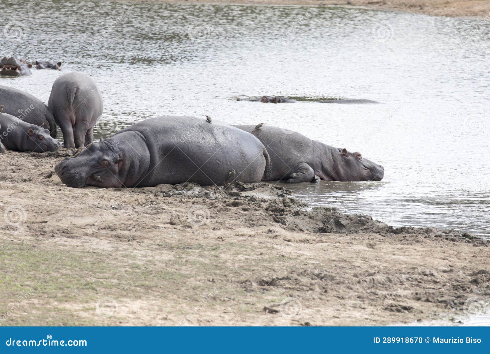 View of hippo at river stock photo. Image of brown, africa - 289918670