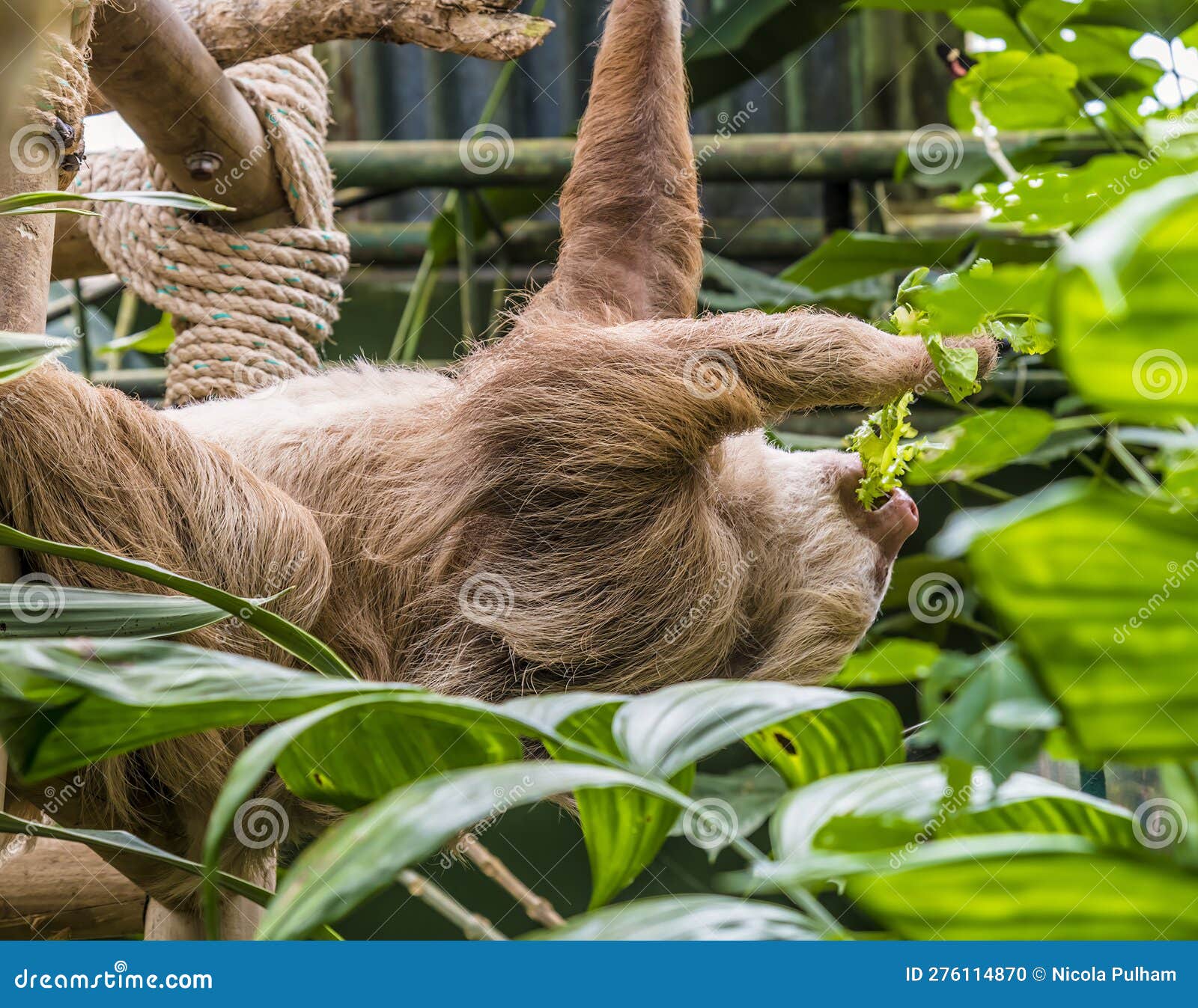 A View of a Hoffmann Two Toed Sloth Moving in a Tree in Monteverde ...