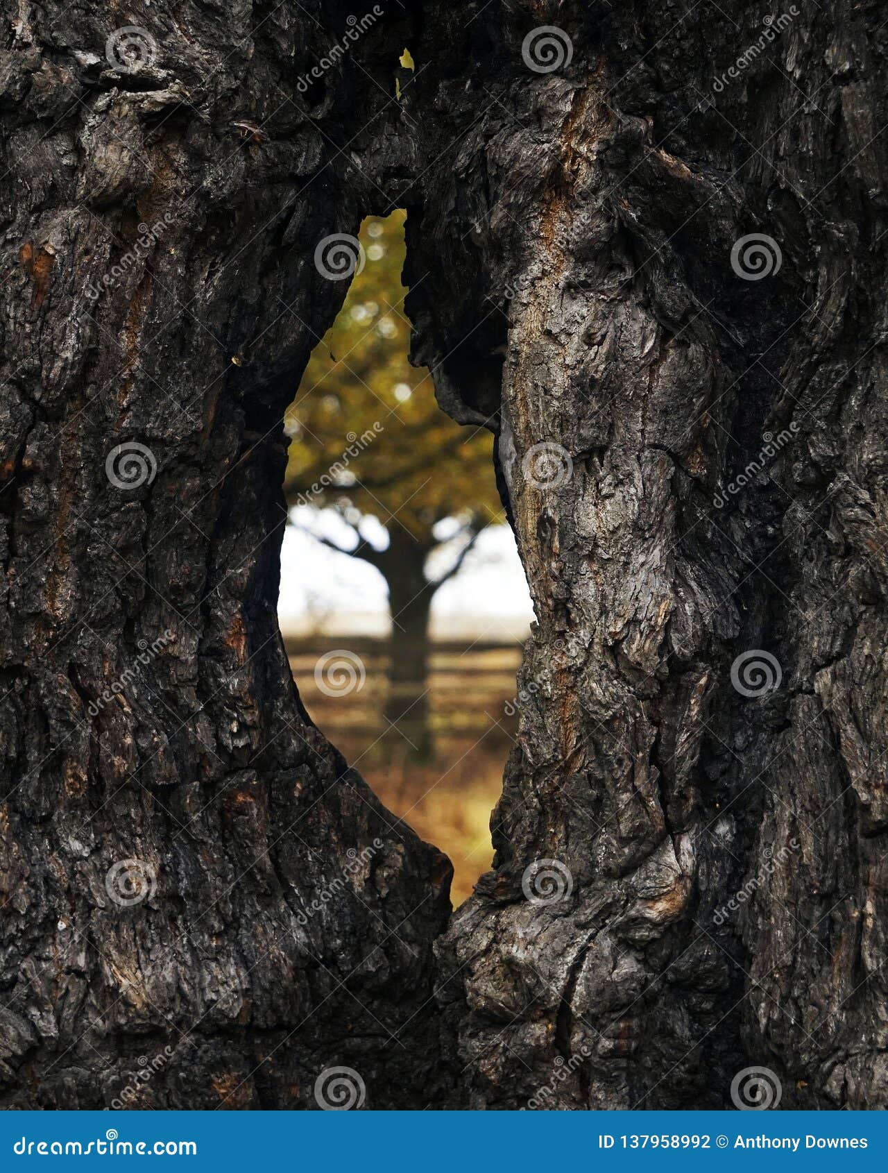 View through a Hole in a Tree. Stock Photo - Image of tree, deformed ...
