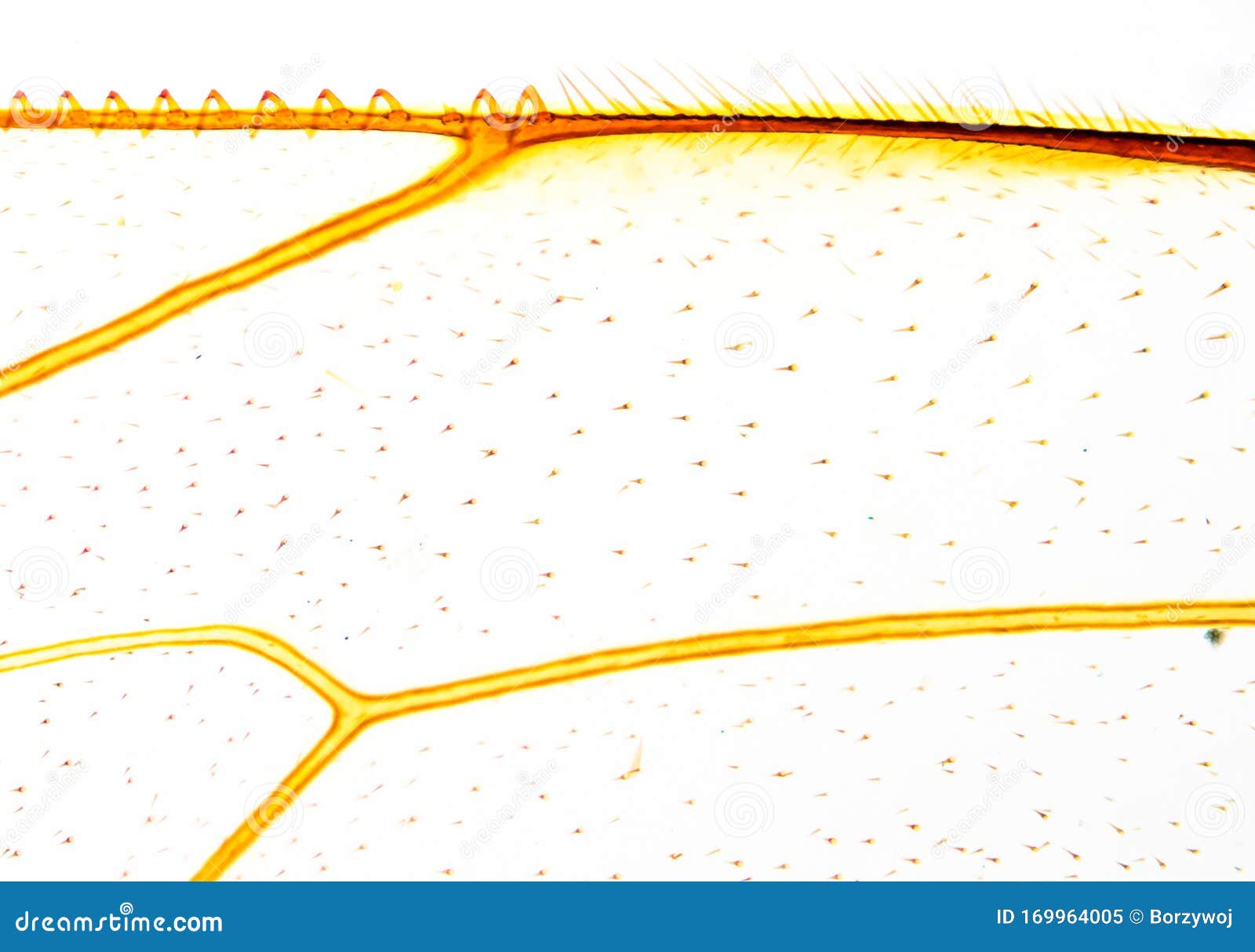 Bee Wing - Microscopic View Stock Image - Image of microscopy, anatomy ...