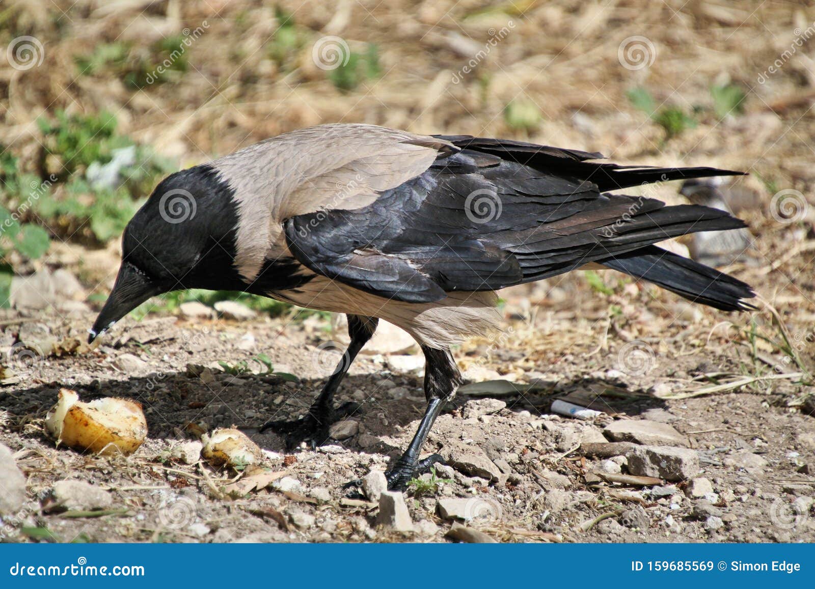 A view of a Hooded Crow stock image. Image of view, crow - 159685569