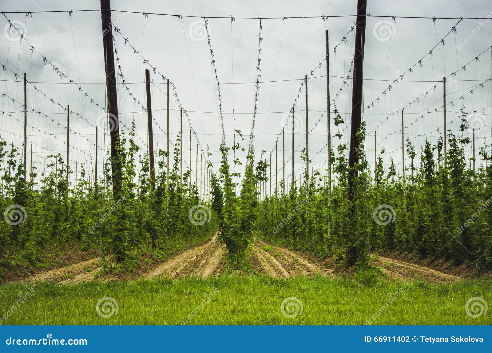 View of hops field stock photo. Image of brewery, hoppole - 66911402