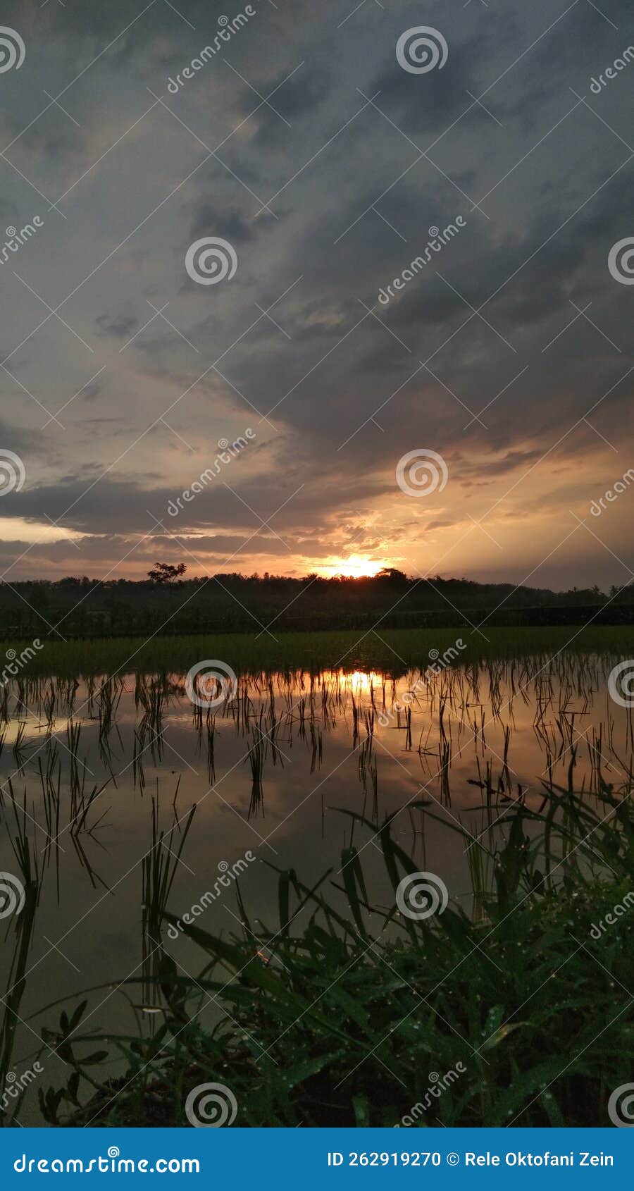 View of Horizon in Paddy Field Stock Photo - Image of marsh, nature ...