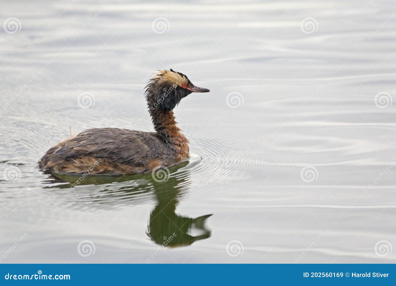 View of a Horned Grebe, Podiceps Auritus, Swimming Stock Image - Image ...