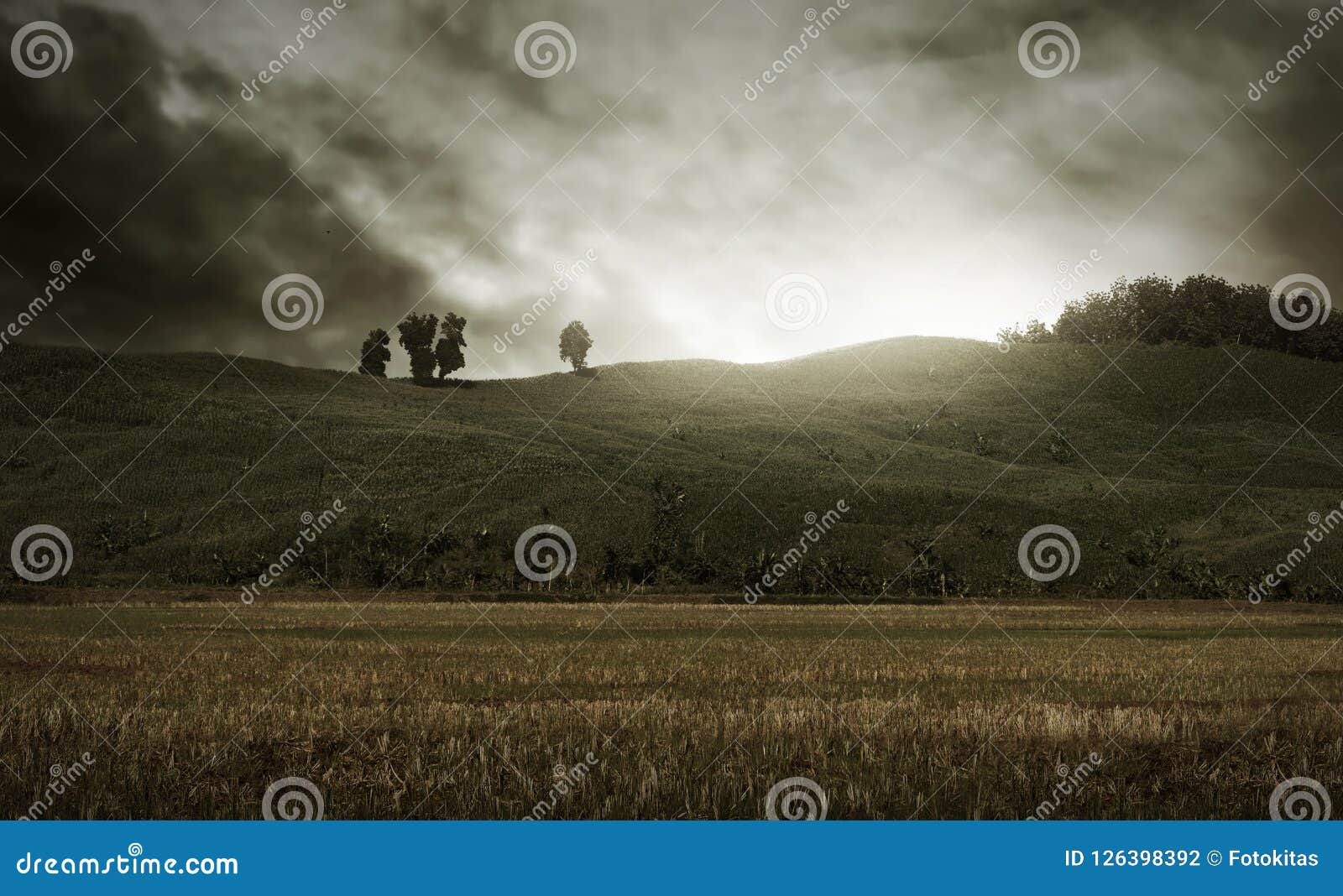 View of Horror Field Background Stock Photo - Image of creepy ...