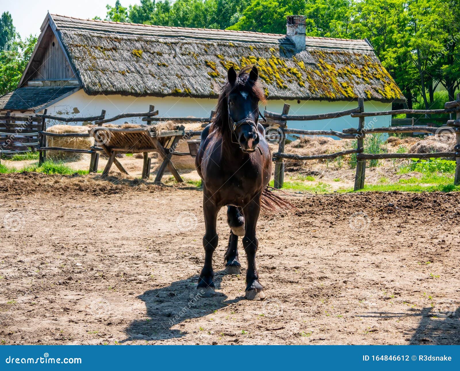 View on a Horse in the Yard Stock Photo - Image of natural, foal: 164846612