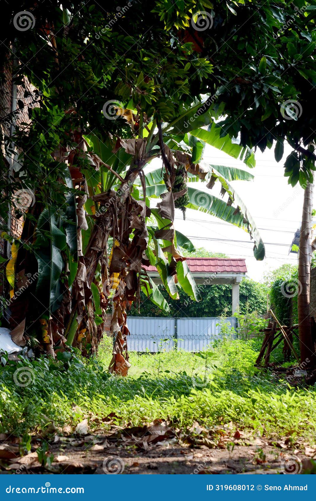 View of a House through Banana Trees Stock Photo - Image of structure ...