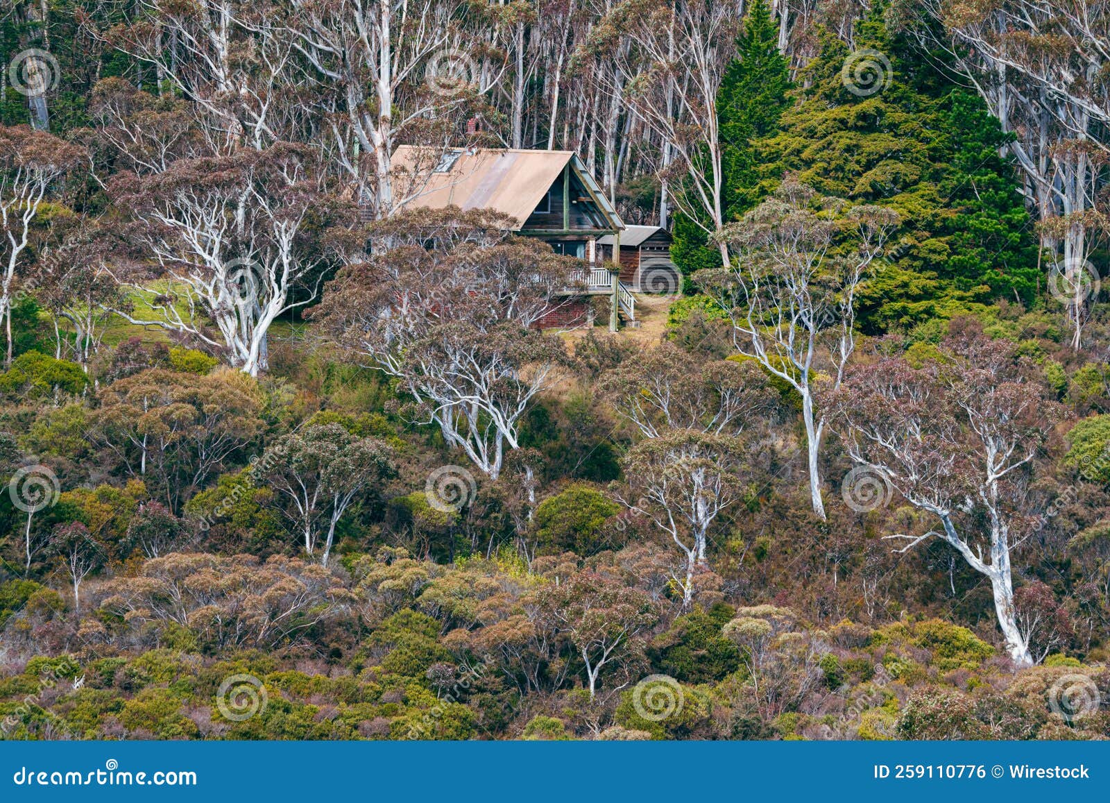 View of a House in the Forest Stock Photo - Image of house, forest ...