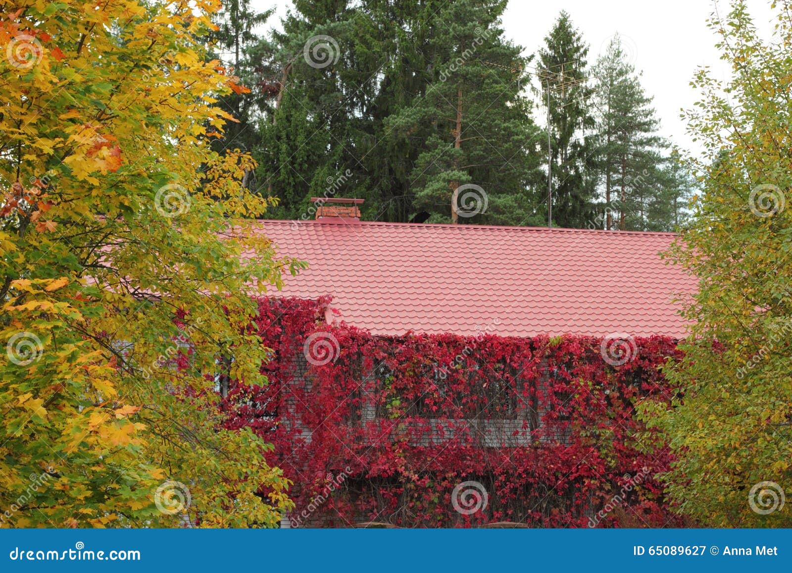 View of the House, Twined Red Bindweed. Stock Image - Image of nature ...