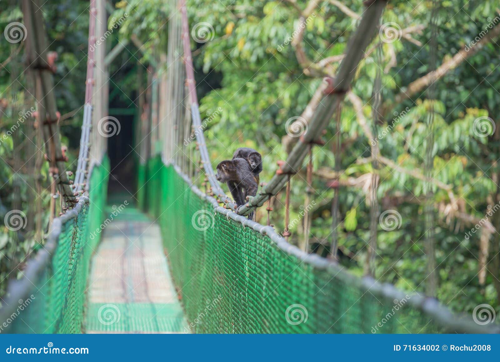 View of the Howler Monkey on the Hanging Bridge in the Jungle Stock ...
