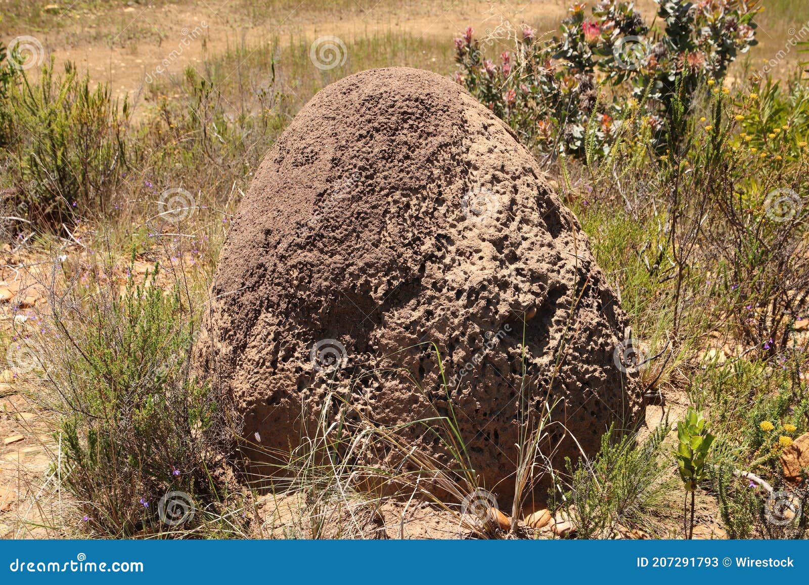 View of a Huge Anthill in on a Dried Grassland Stock Image - Image of ...