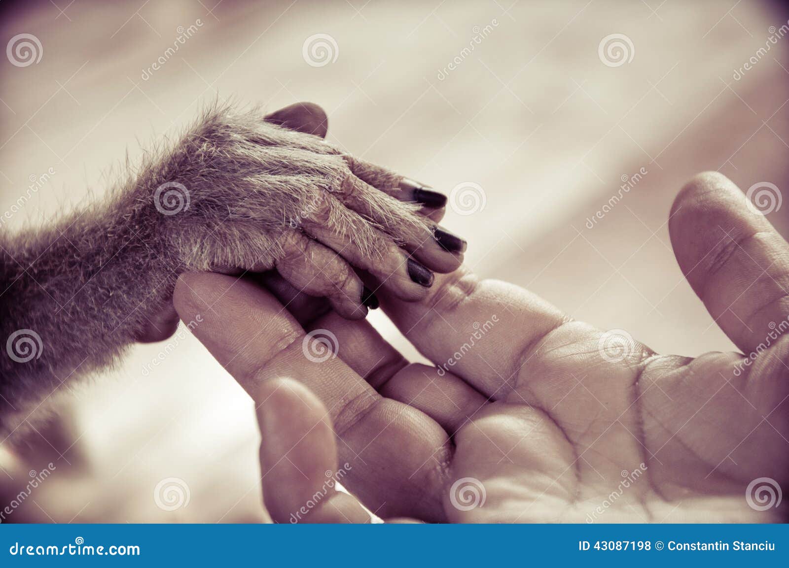 View of Human Palm Holding a Small Monkey Hand Stock Photo - Image of ...