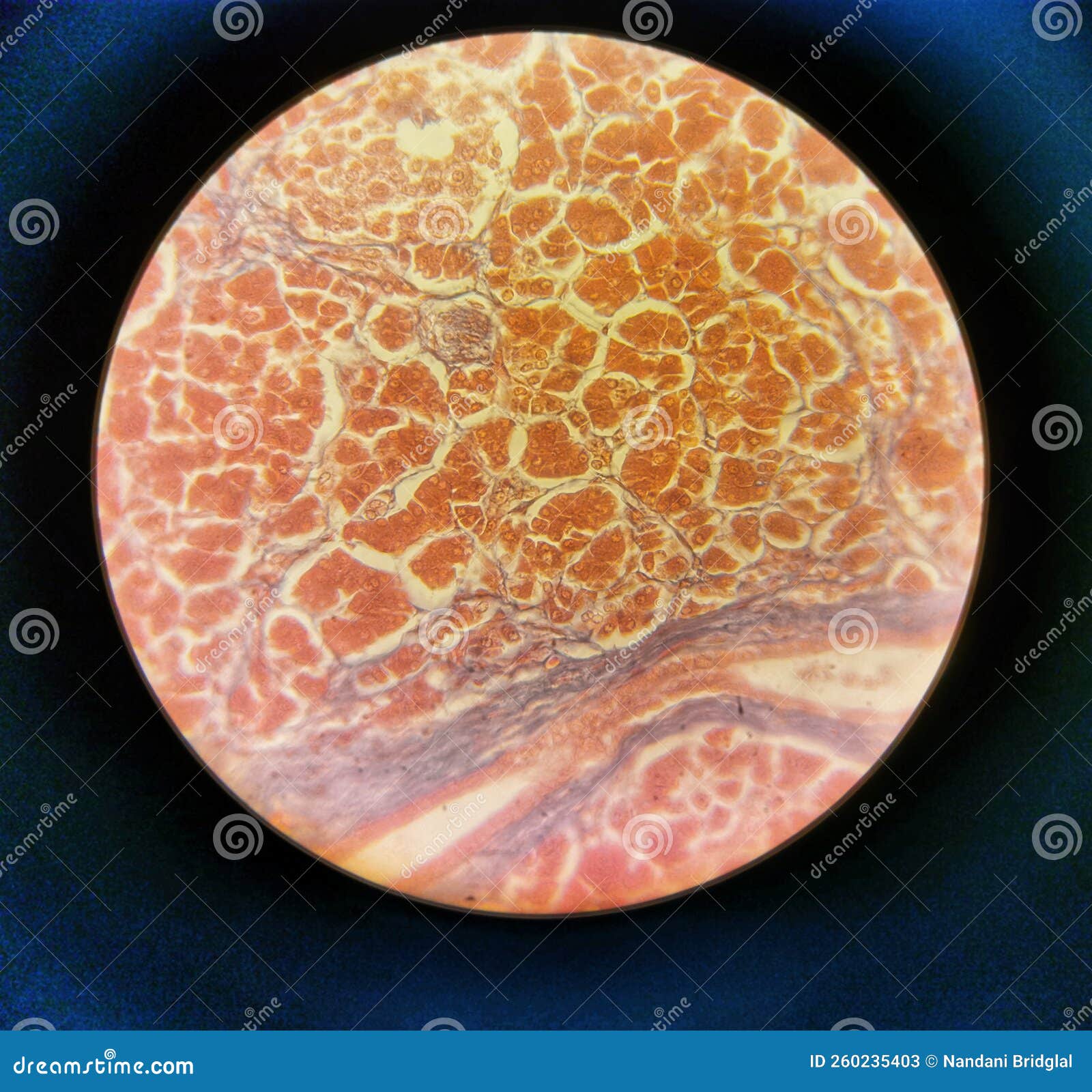 Pancreas Section Under The Microscope Stock Photo | CartoonDealer.com ...