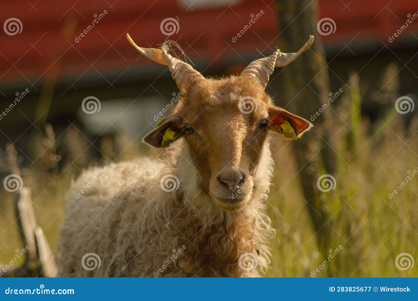View of Hungarian Racka Sheep in Greenery Field Stock Image - Image of ...