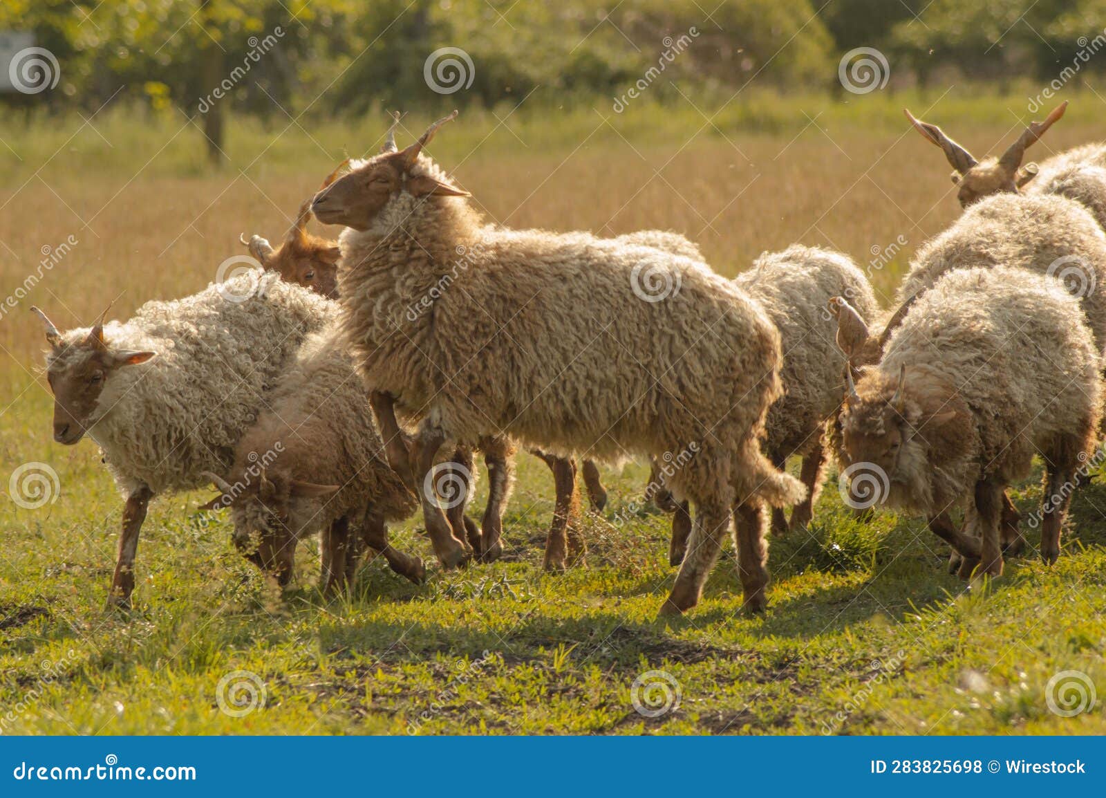 View of Hungarian Racka Sheep in Greenery Field Stock Photo - Image of ...