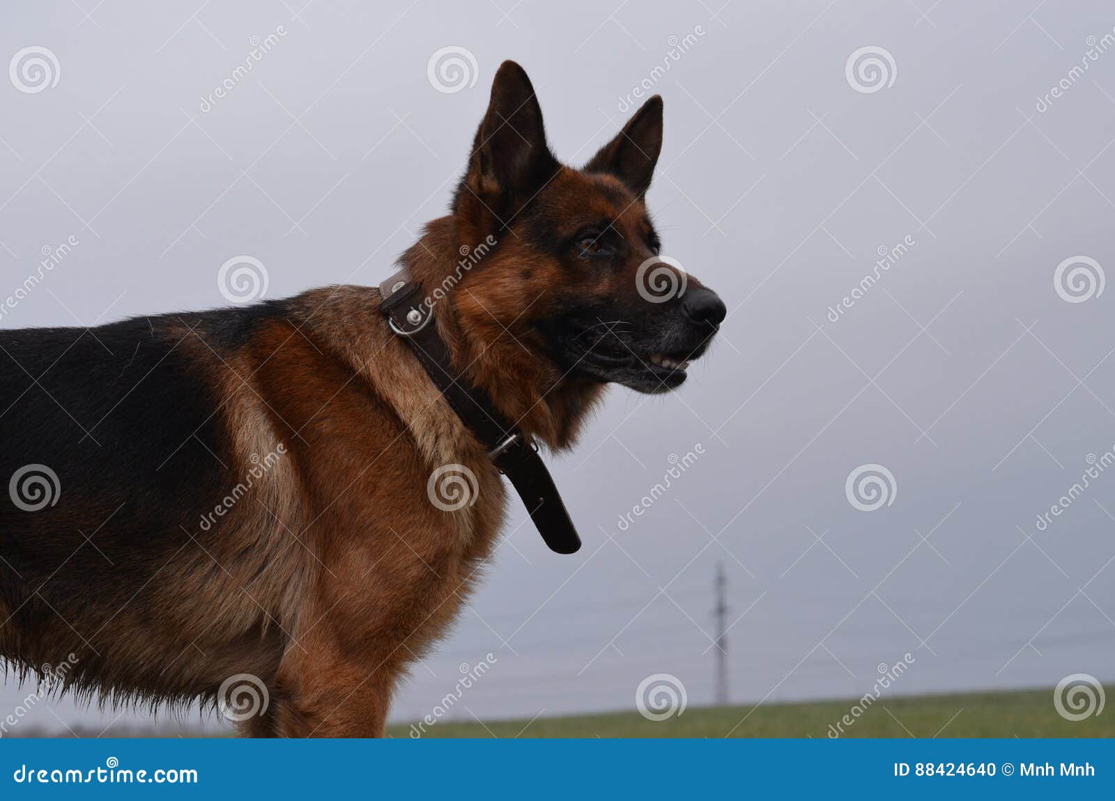 View of the hunter stock photo. Image of beautiful, animal - 88424640