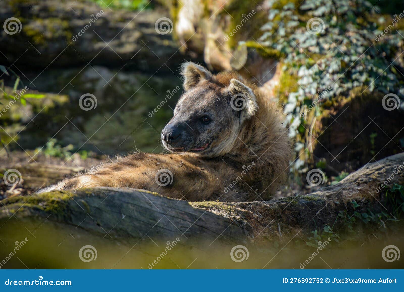 View of a hyena in a park stock photo. Image of mammal - 276392752