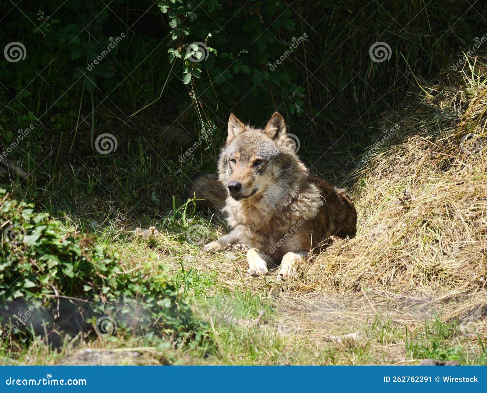 View of an Iberian Wolf Lying on the Ground Stock Image - Image of iberian, predator: 262762291