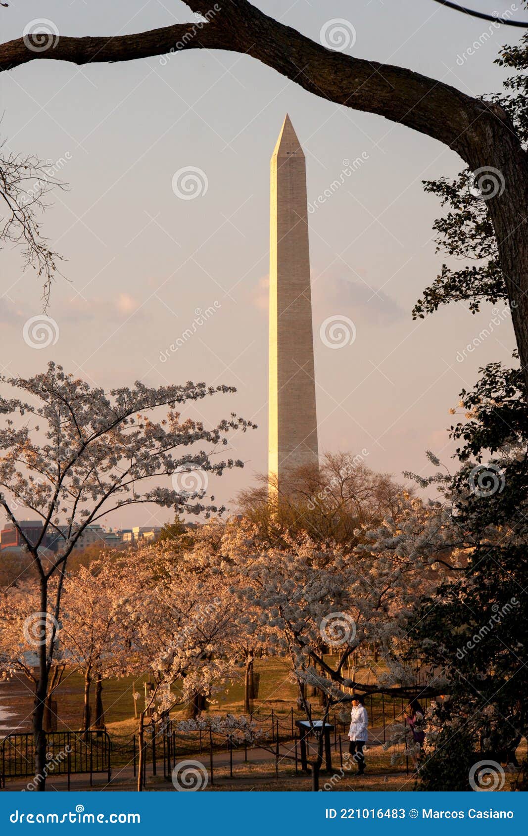 View of the Iconic Washington Monument in DC Stock Image - Image of ...
