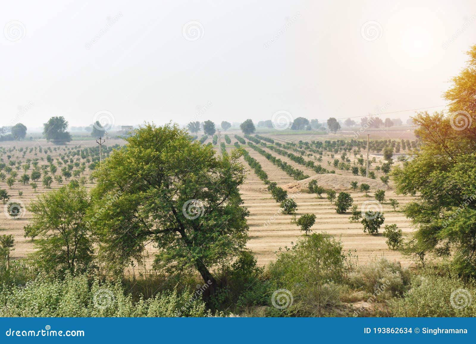 A view of an Indian farm stock photo. Image of cultivated - 193862634