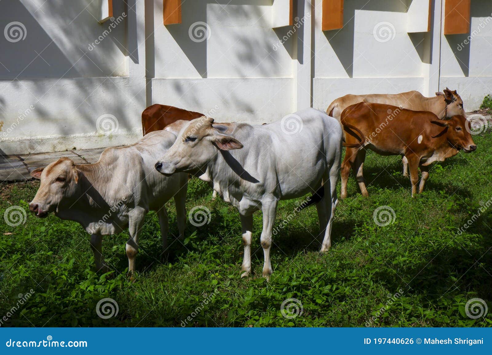 View of Indian Native Cattle Breeds in Outdoor Stock Photo - Image of ...