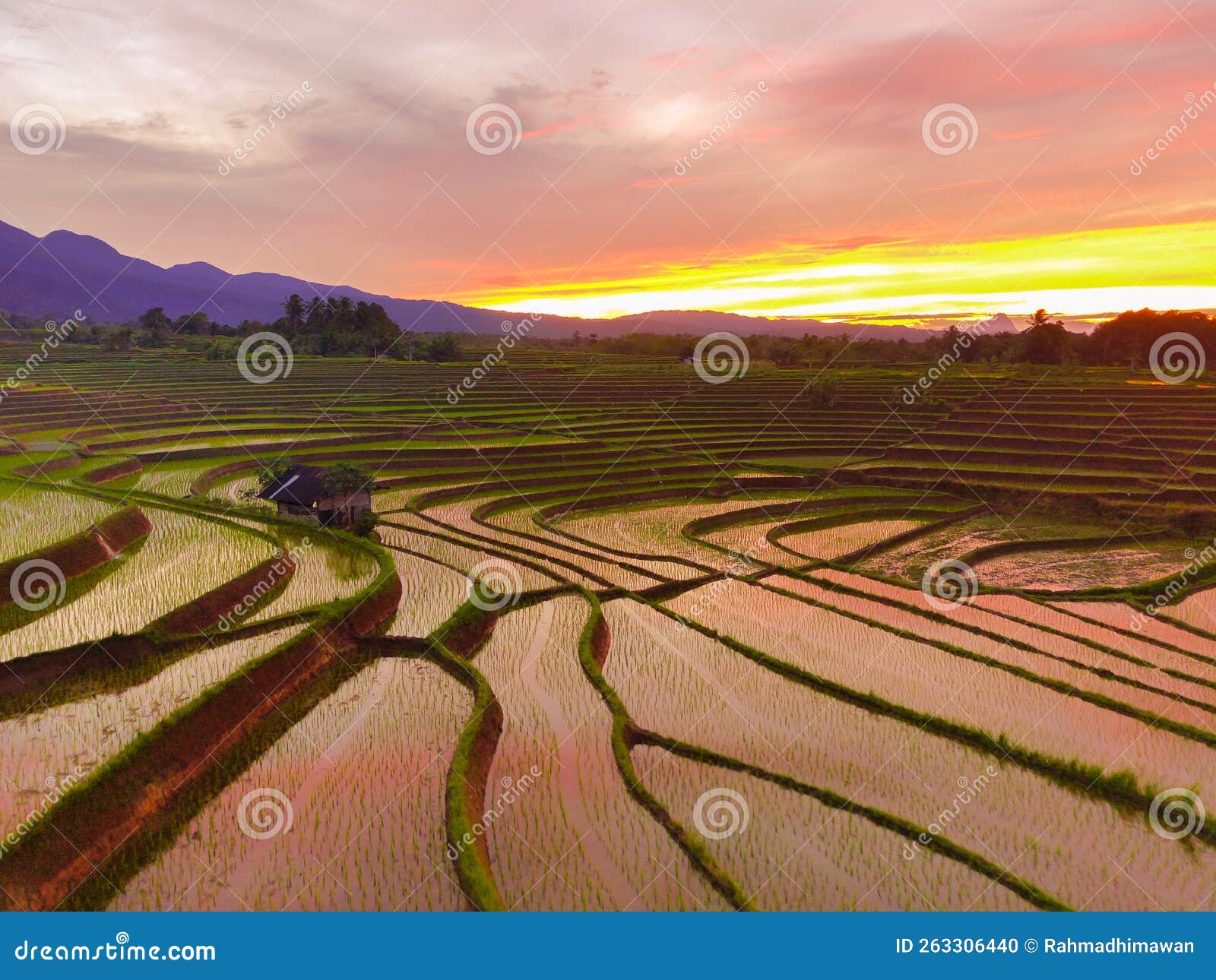 View of Indonesia in the Morning, Terraced Rice Fields and Bright Sun ...