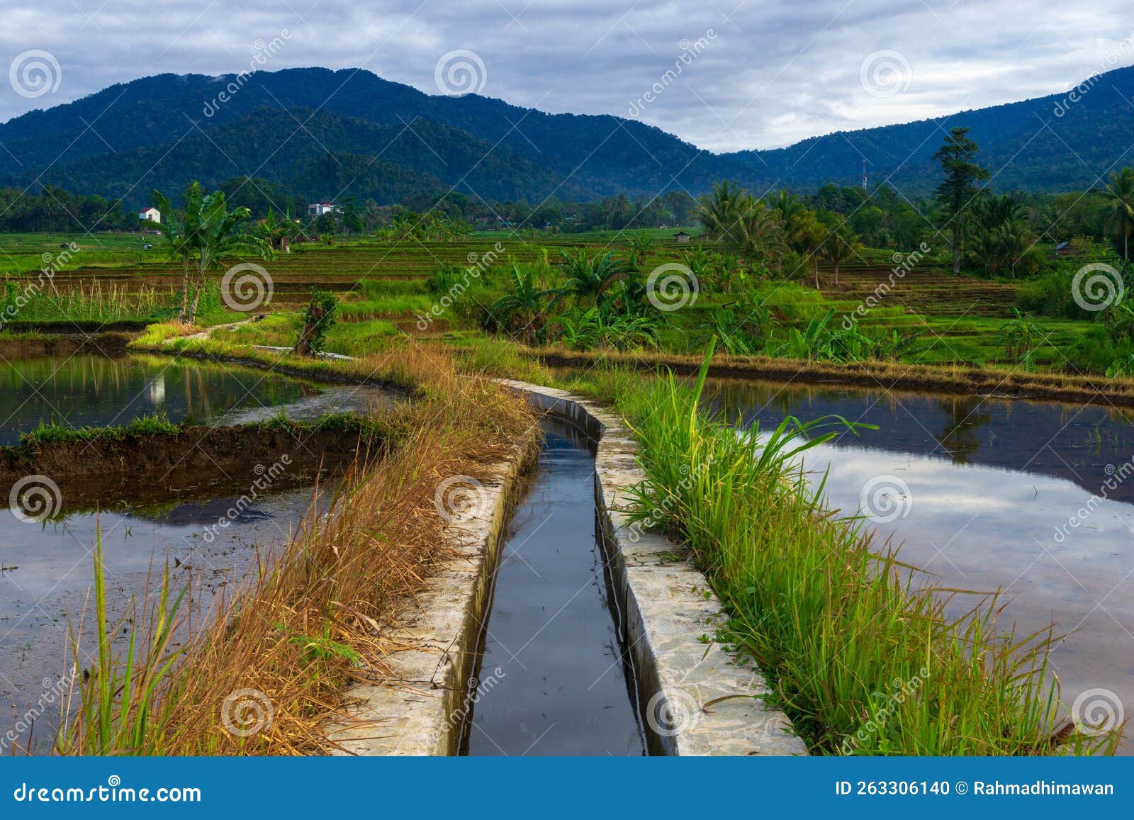 View of Indonesia in the Morning, Terracing Rice Fields from the ...