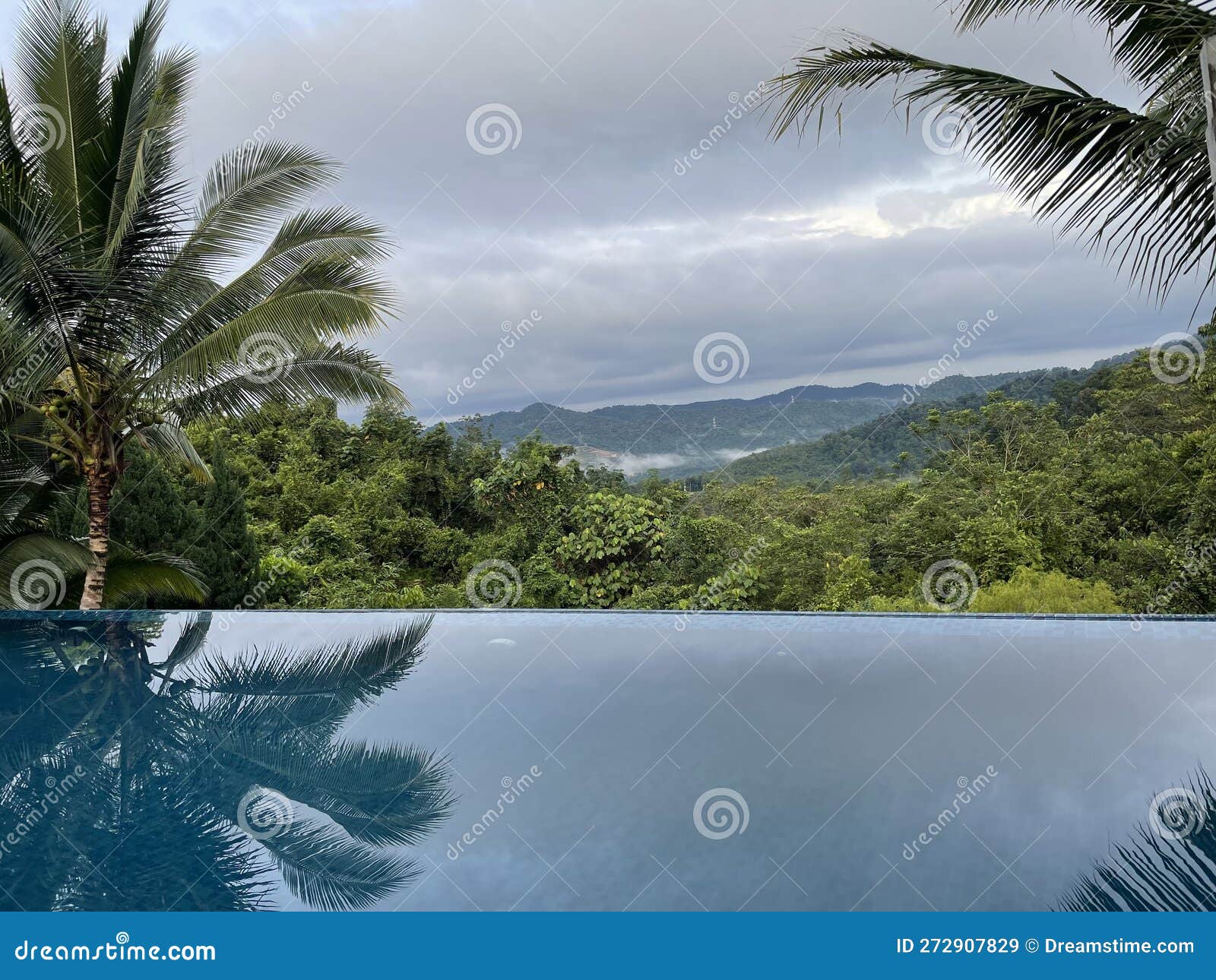 View of Infinity Pool with Palm Trees Reflection Stock Image - Image of ...