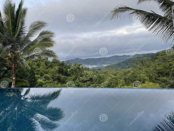 View of Infinity Pool with Palm Trees Reflection Stock Image - Image of ...