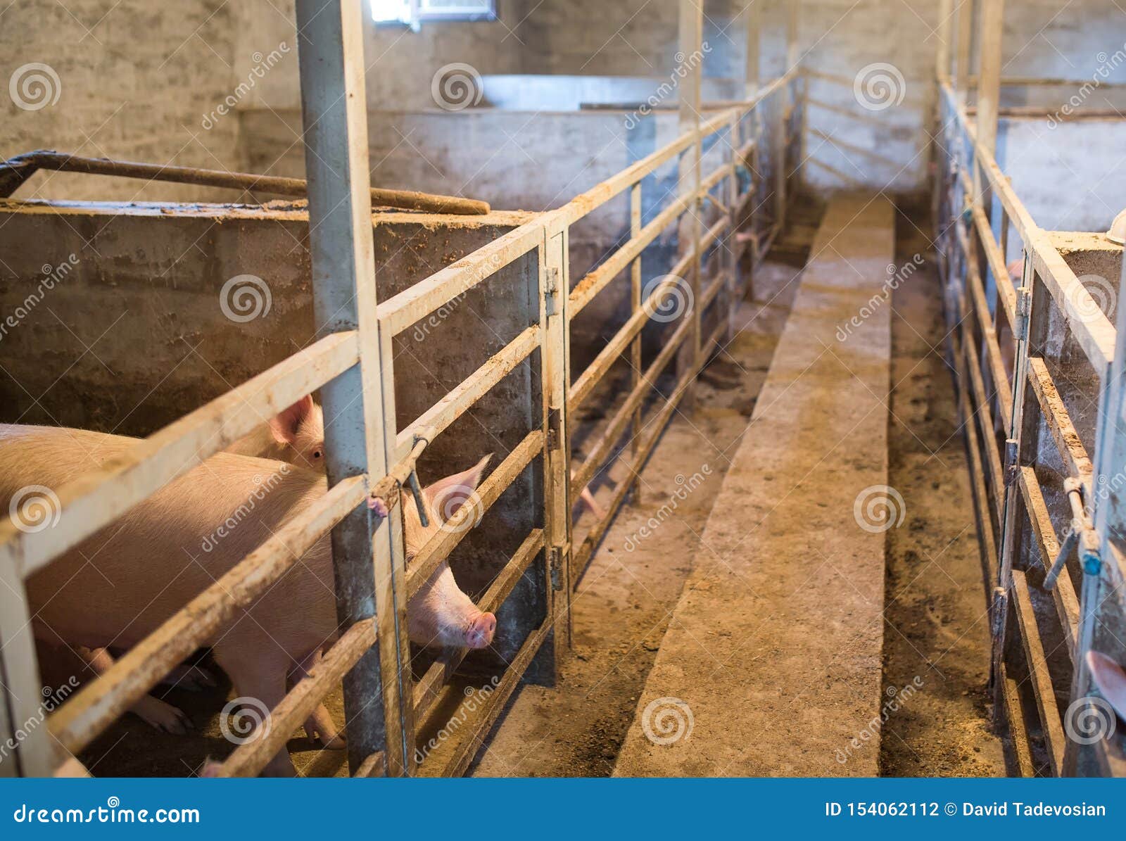 View of Inside of Big Breeding Pig Farm. Stock Photo - Image of lattice ...