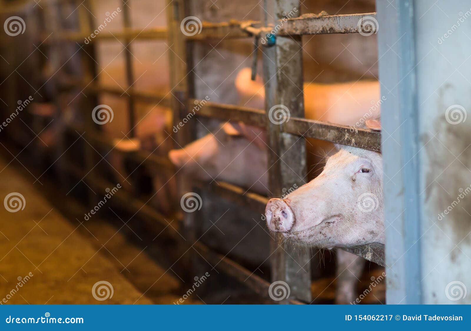 View of Inside of Big Breeding Pig Farm. Stock Image - Image of farming ...