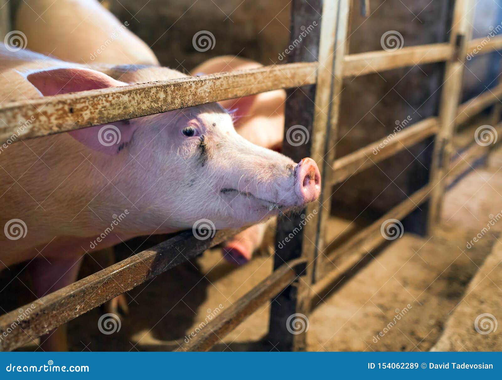 View of Inside of Big Breeding Pig Farm. Stock Image - Image of farm ...