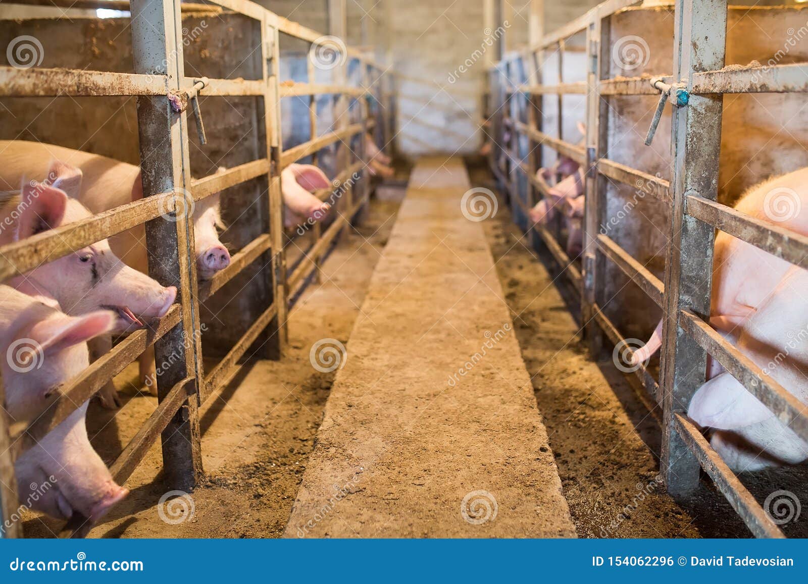 View of Inside of Big Breeding Pig Farm. Stock Photo - Image of indoor ...
